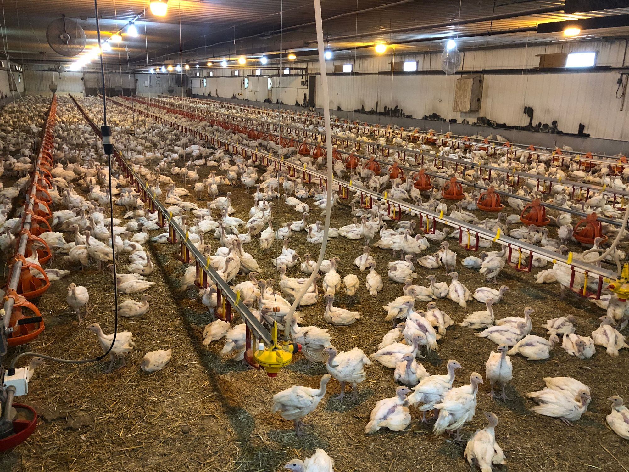 Bird flu prompts slaughter of thousands of South Dakota turkeys