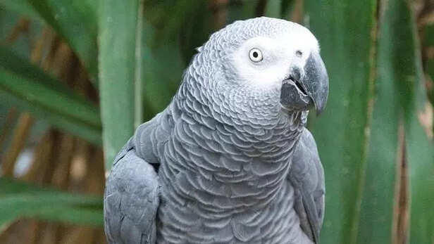 How Smart Is an African Grey Parrot? The Answer Will Shock You