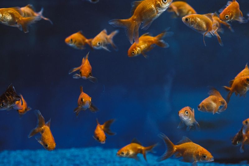 12 Animals You Should Not Set Free No Matter What