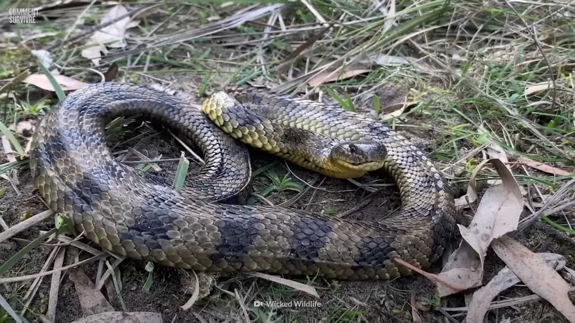 Les attaques de serpent les plus mortelles