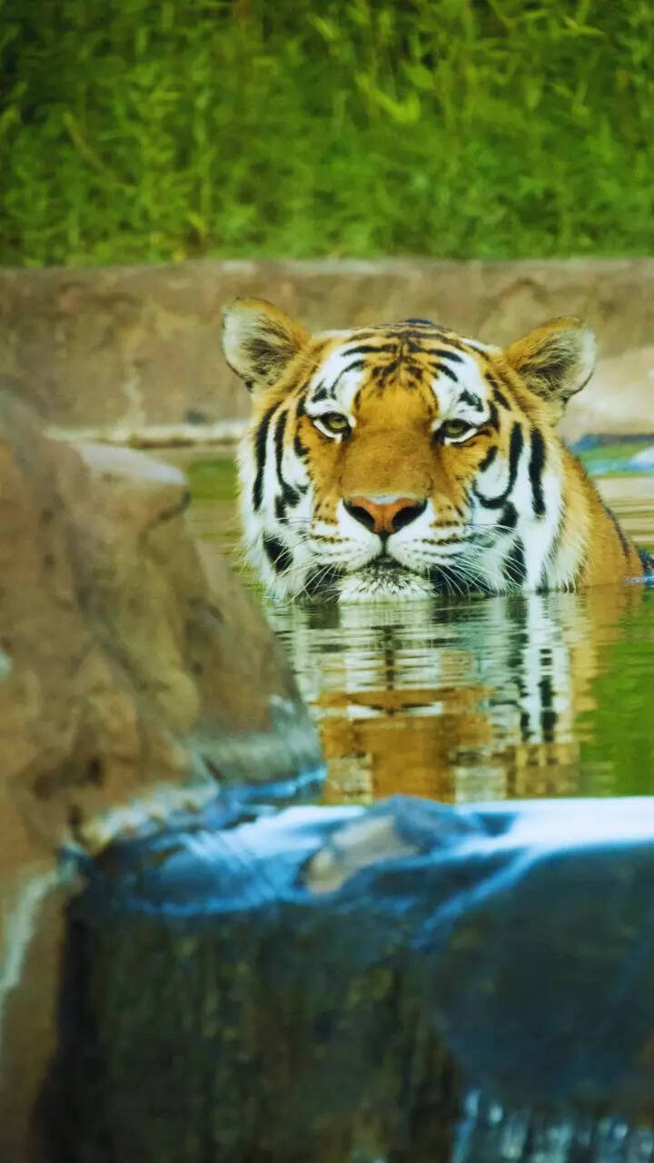 Lesser-known wildlife sanctuaries in India you’ve probably never heard of