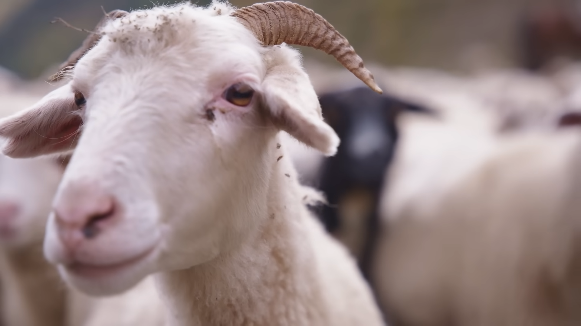 How the Weirdest Language in History Is Finally Being Deciphered