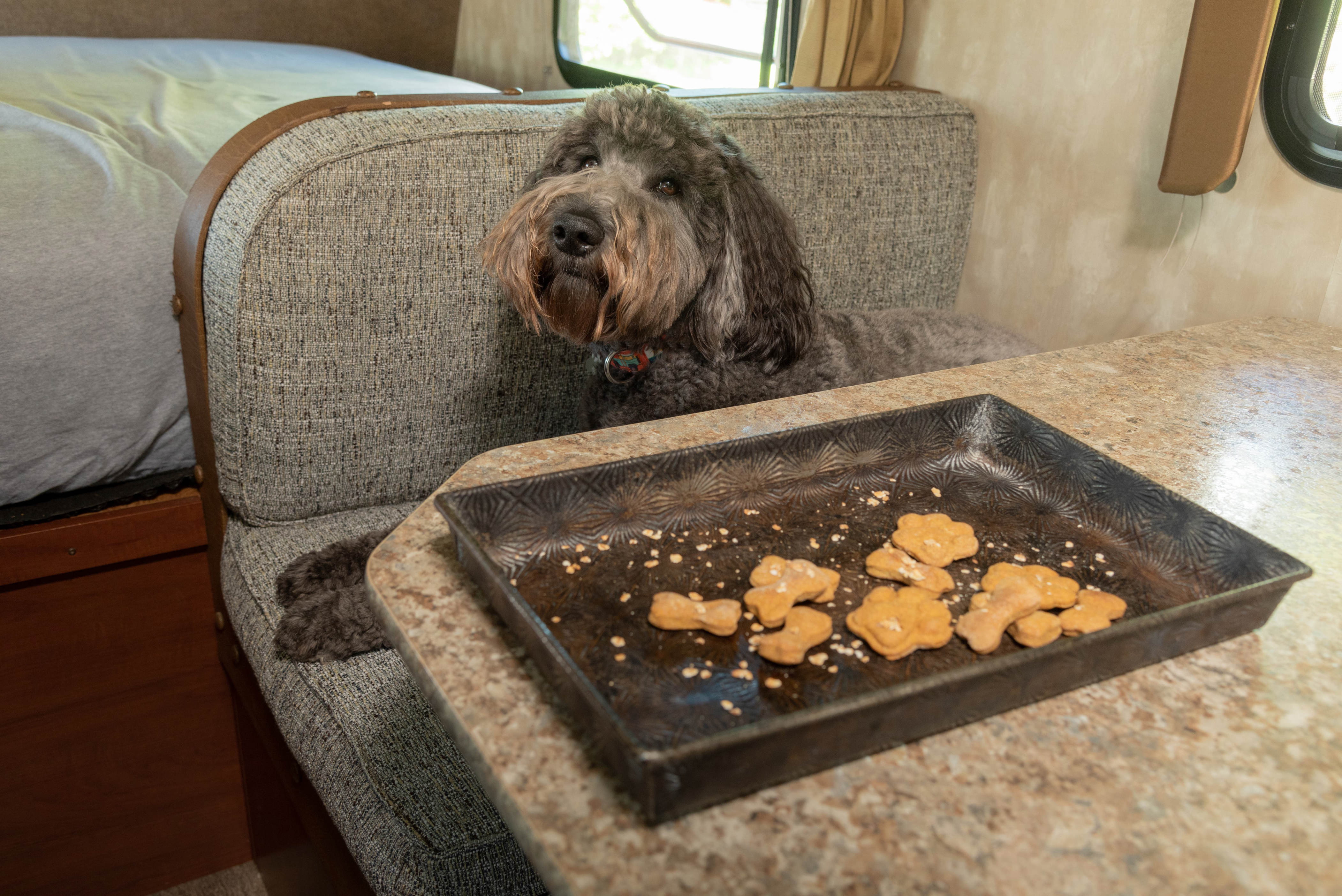 %%title%% Woman offers rescue dog a biscuit, shock over what she ...