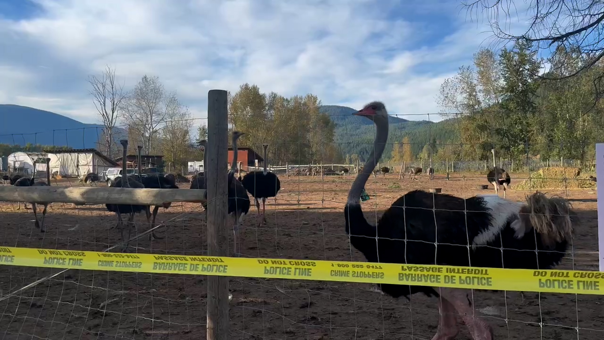 B.C. ostrich farmers hope for 'miracle' as CFIA moves to cull flock ...