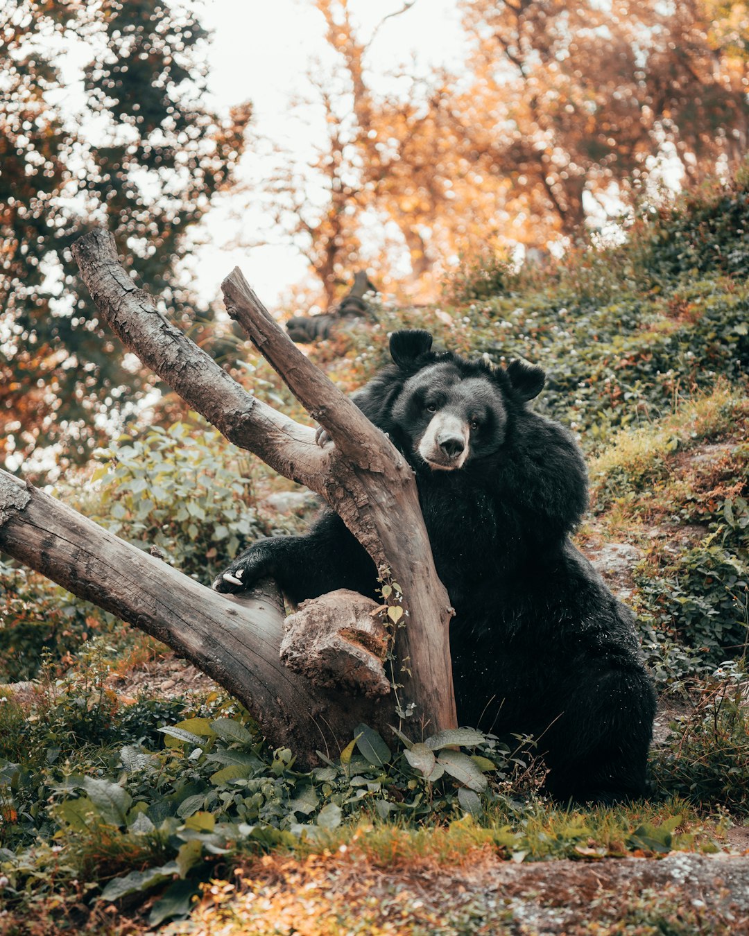9 Wild Animals That Are Harmless Unless Provoked, Experts Say