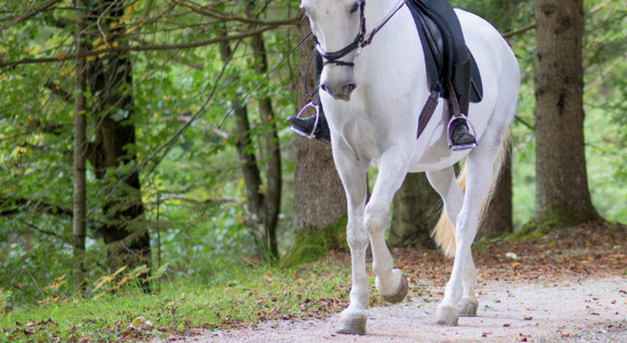 Cade da cavallo nel bosco, batte la testa a terra e si ferisce alla ...