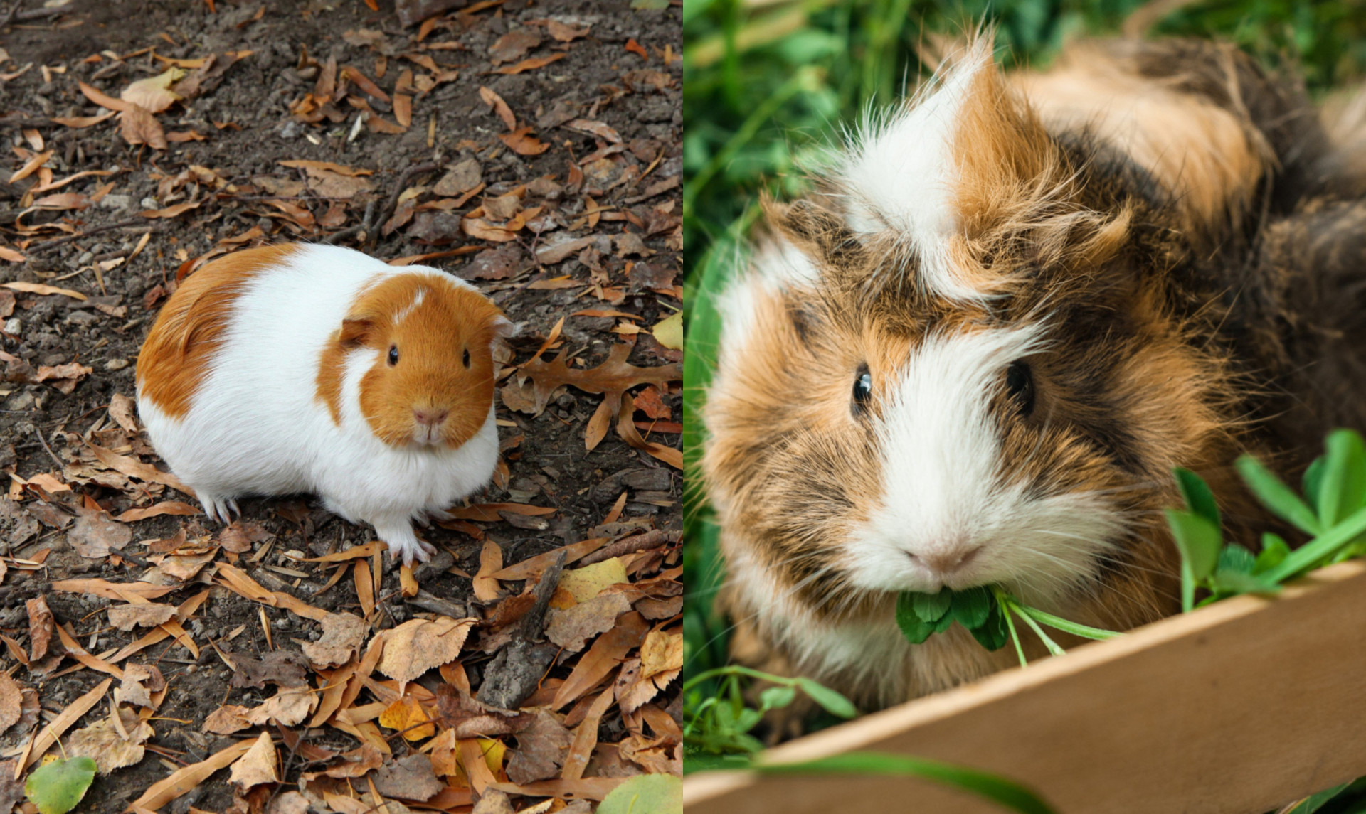 Descubre por qué la cobaya es la mascota perfecta
