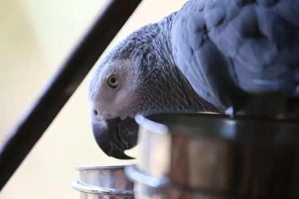 How Smart Is an African Grey Parrot? The Answer Will Shock You