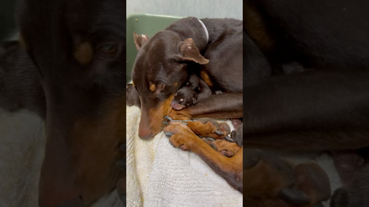 Meet our new foster dog left in a box out in the rain