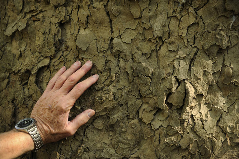 The century-old search for Maryland’s biggest trees