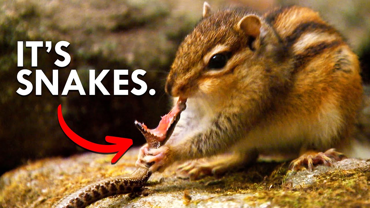 What Chipmunks Really Eat in the Wild