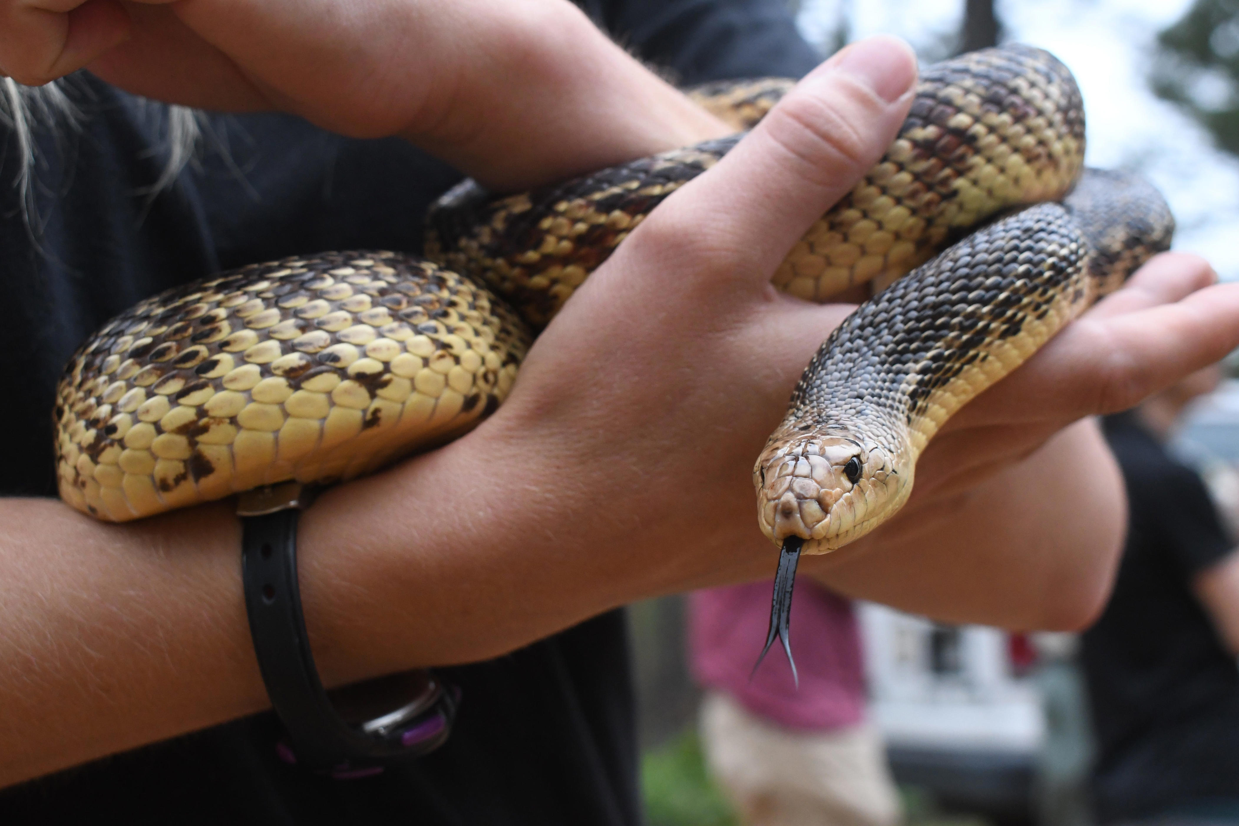 This elusive species is Louisiana's rarest snake and one of the rarest ...