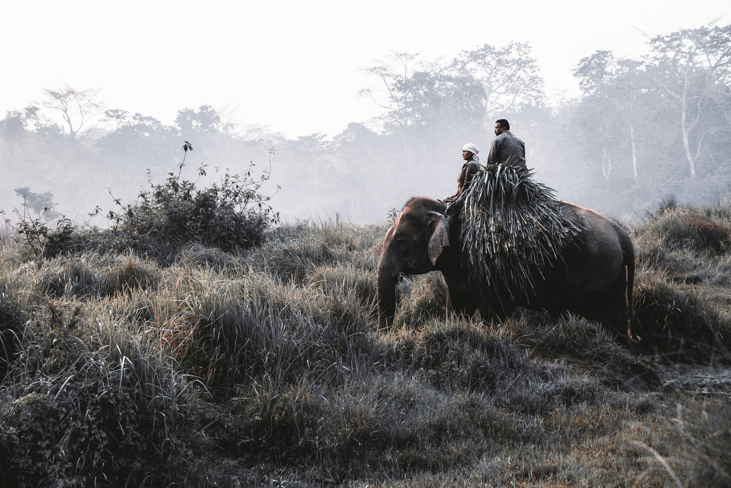 The Wildlife Mistakes People Make From Riding Elephants To Cuddling Chimps