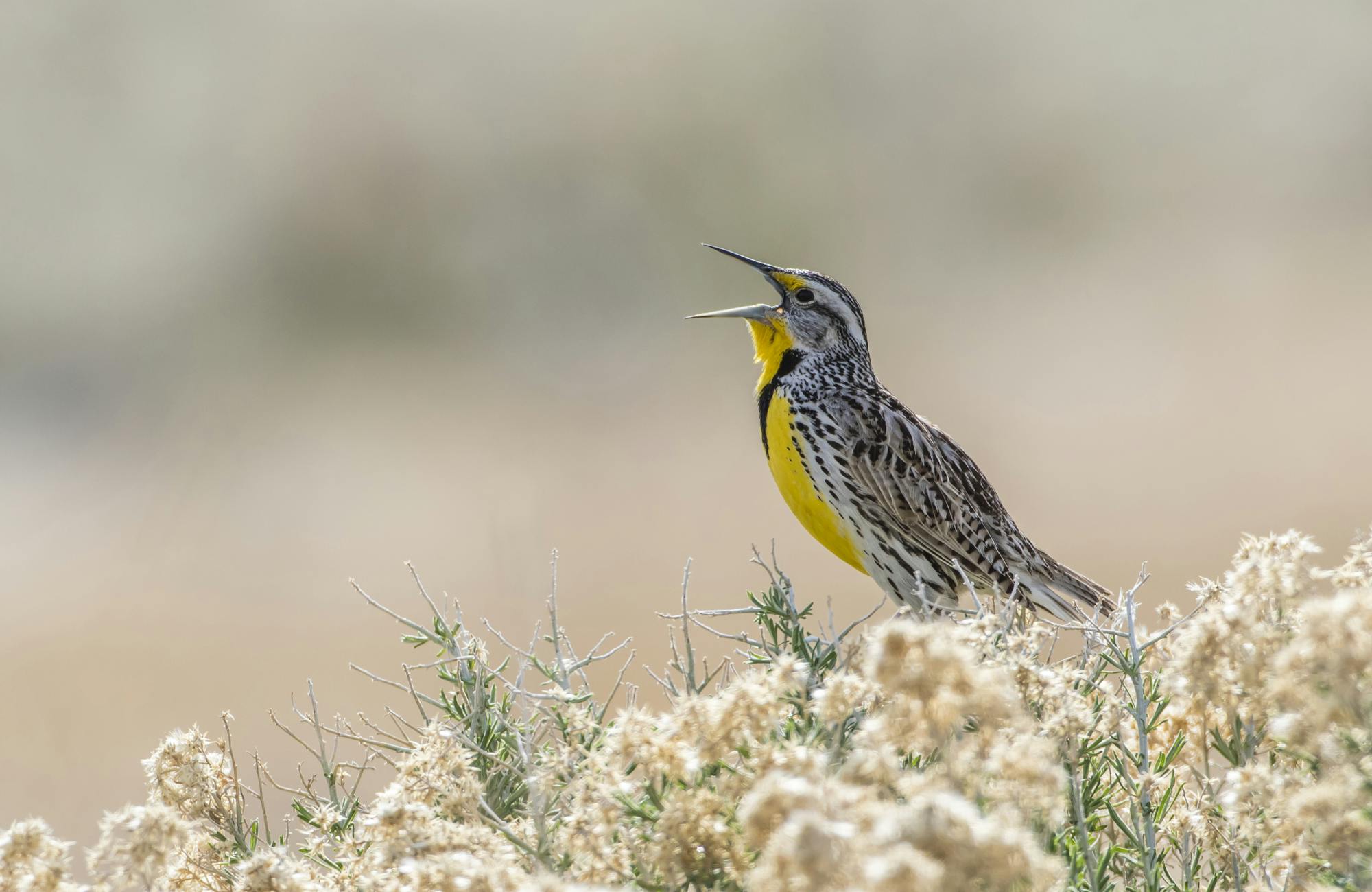 Birding by ear: How to learn the songs of nature’s symphony with some ...