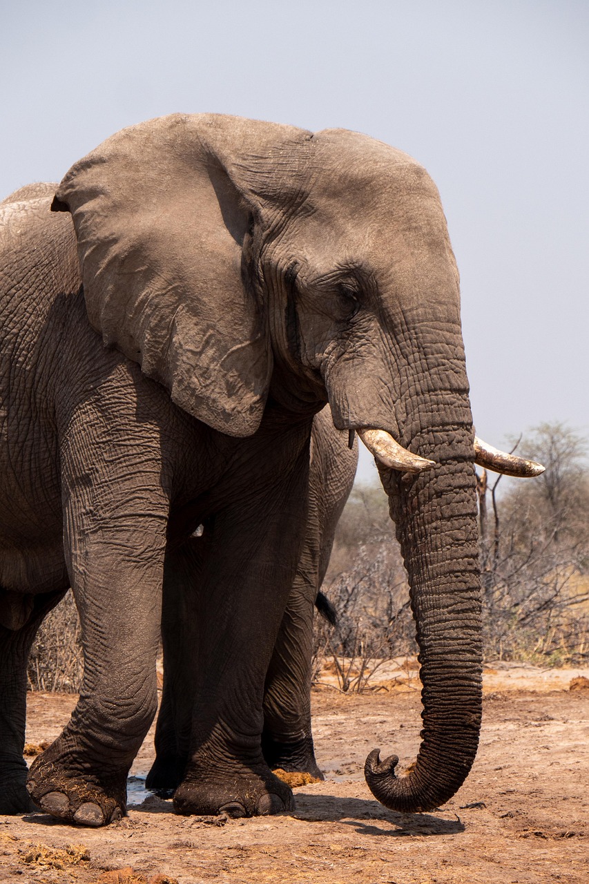 9 Wild Animals That Are Harmless Unless Provoked, Experts Say