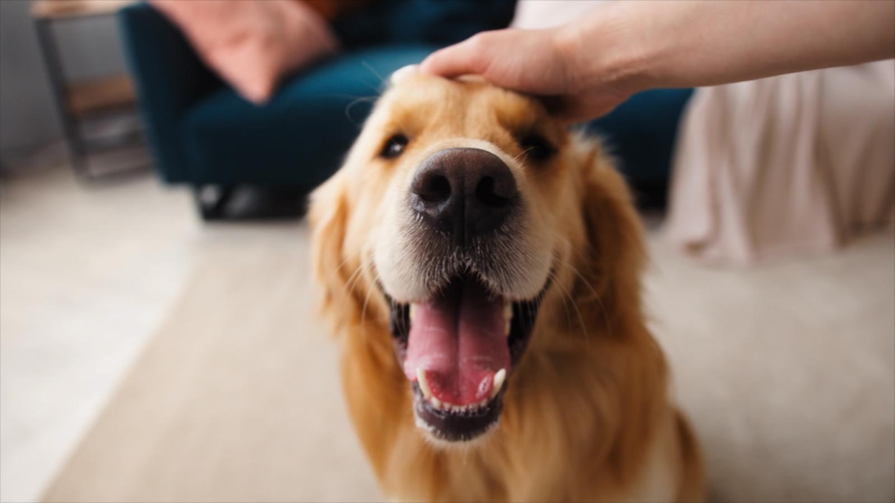 How AI technology can help you train your pet
