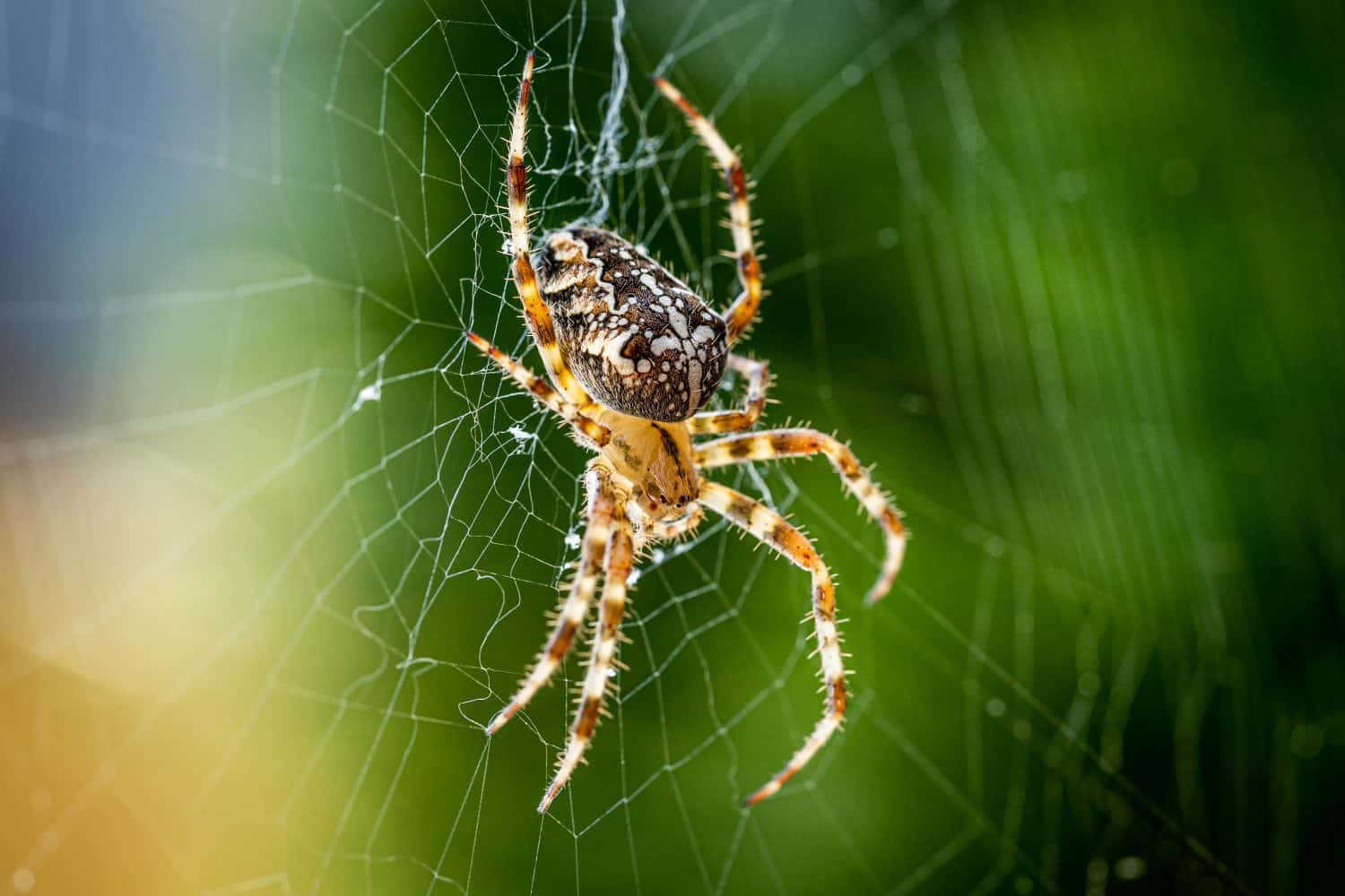 Nature’s Recycler: Why Spiders Devour Their Own Web