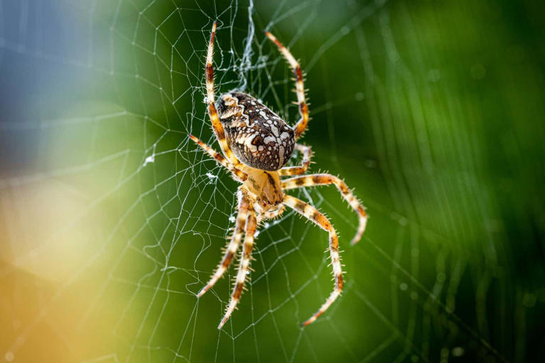 Nature’s Recycler: Why Spiders Devour Their Own Web