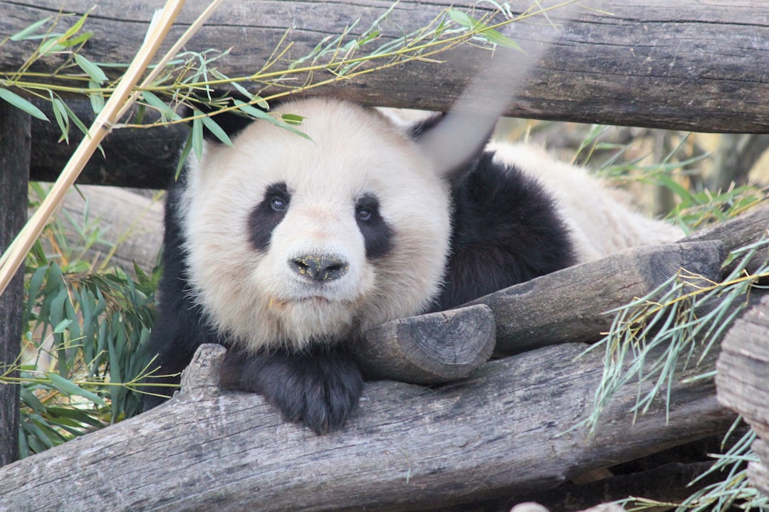 9 Wild Animals That Are Harmless Unless Provoked, Experts Say