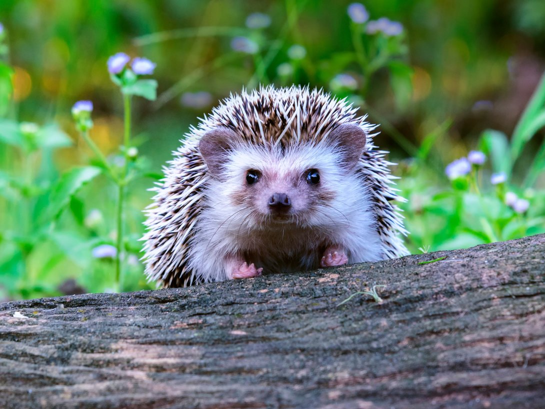 Igel im Garten: Was jetzt zu tun ist