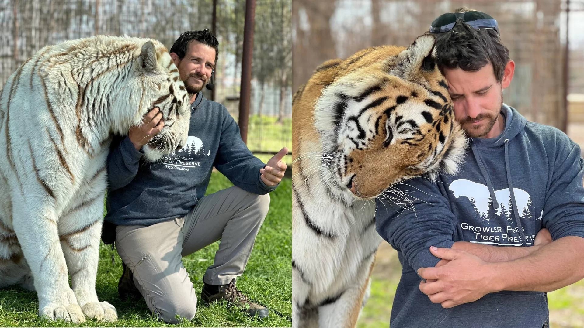 Ataque fatal: tigre mata cuidador em santuário nos EUA