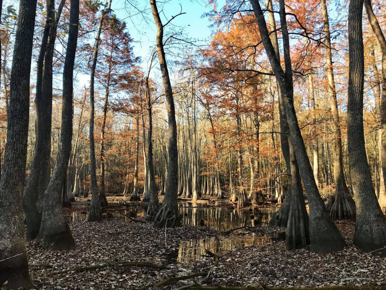 Study finds 72% of Illinois wetlands no longer protected by federal ...