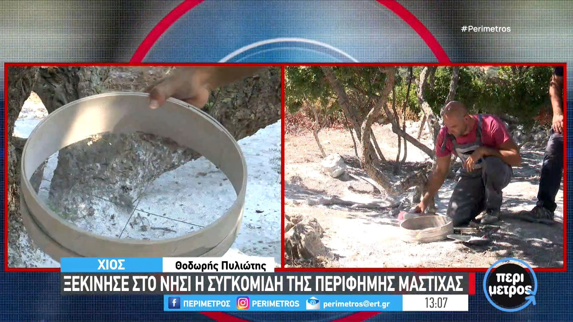 Χίος: Ξεκίνησε η συγκομιδή του “λευκού χρυσού”