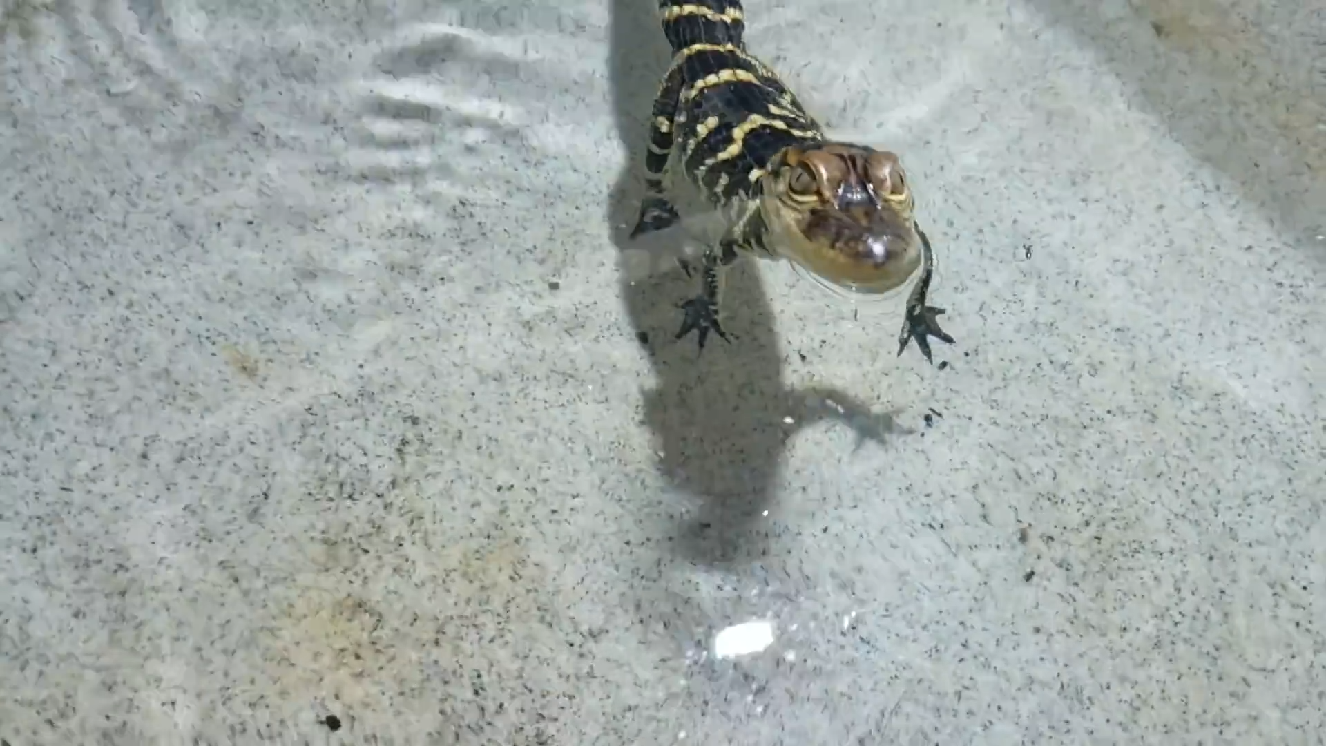 Tiny Baby Dinosaurs Become The Wildest Pets Ever