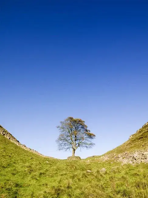 By Counting Growth Rings, Researchers Solve the Mystery of the Sycamore ...