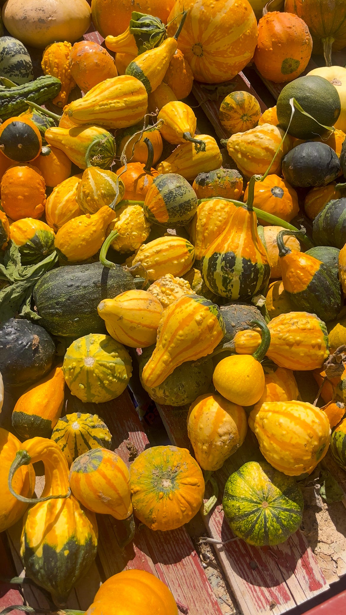 Pumpkin patch season is here: Fort Collins farms to visit this fall