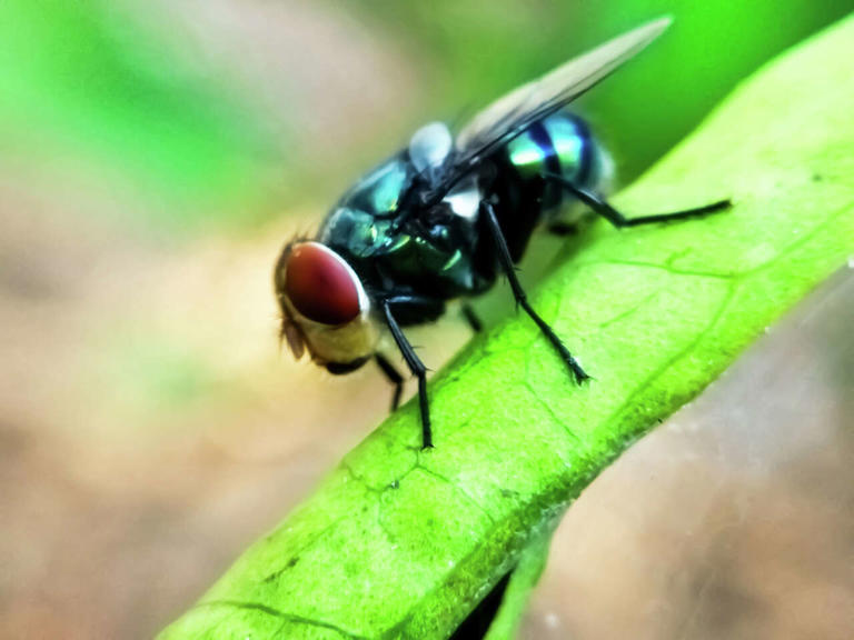 Deadly parasite detected 70 miles from TX. Here's what to know