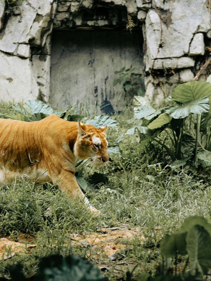 Hybrid Animals That Are The Love Children Of Science And Nature