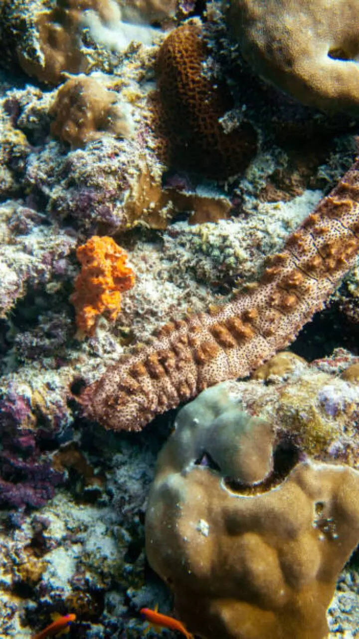 7 animals with purple blood: Nature’s rarest survival trick