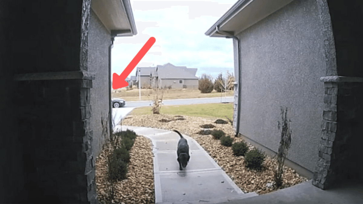 Door camera reveals surprise guest brought home by Labrador