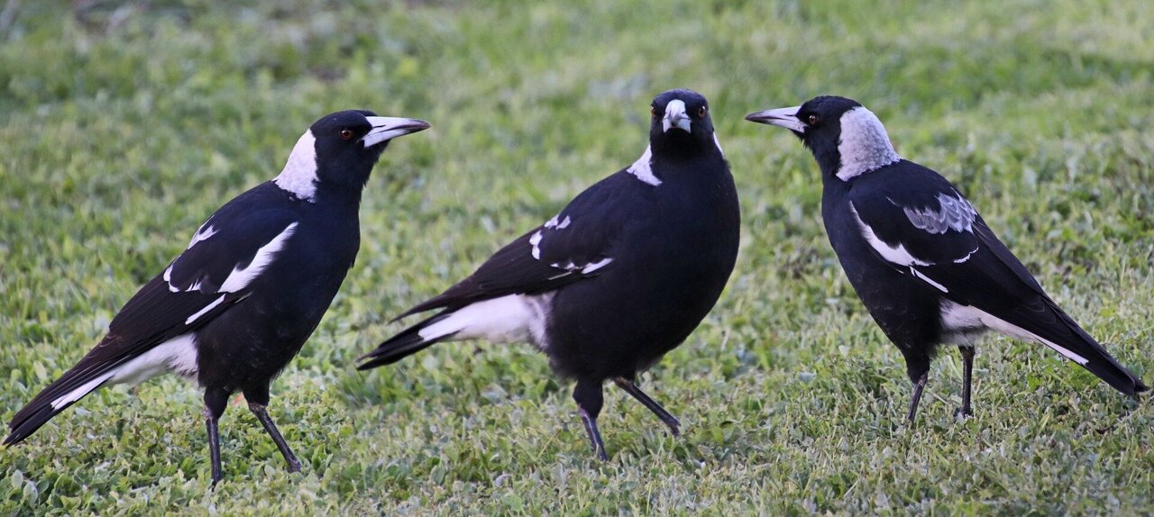 Smarter magpies linked to social network connections