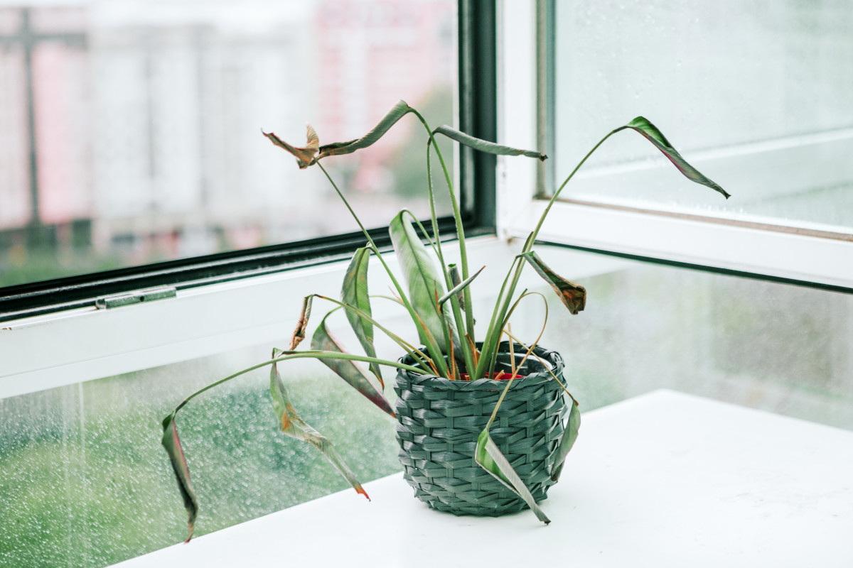 Man Explains How to Save a Dying House Plant Instead of Throwing It Out