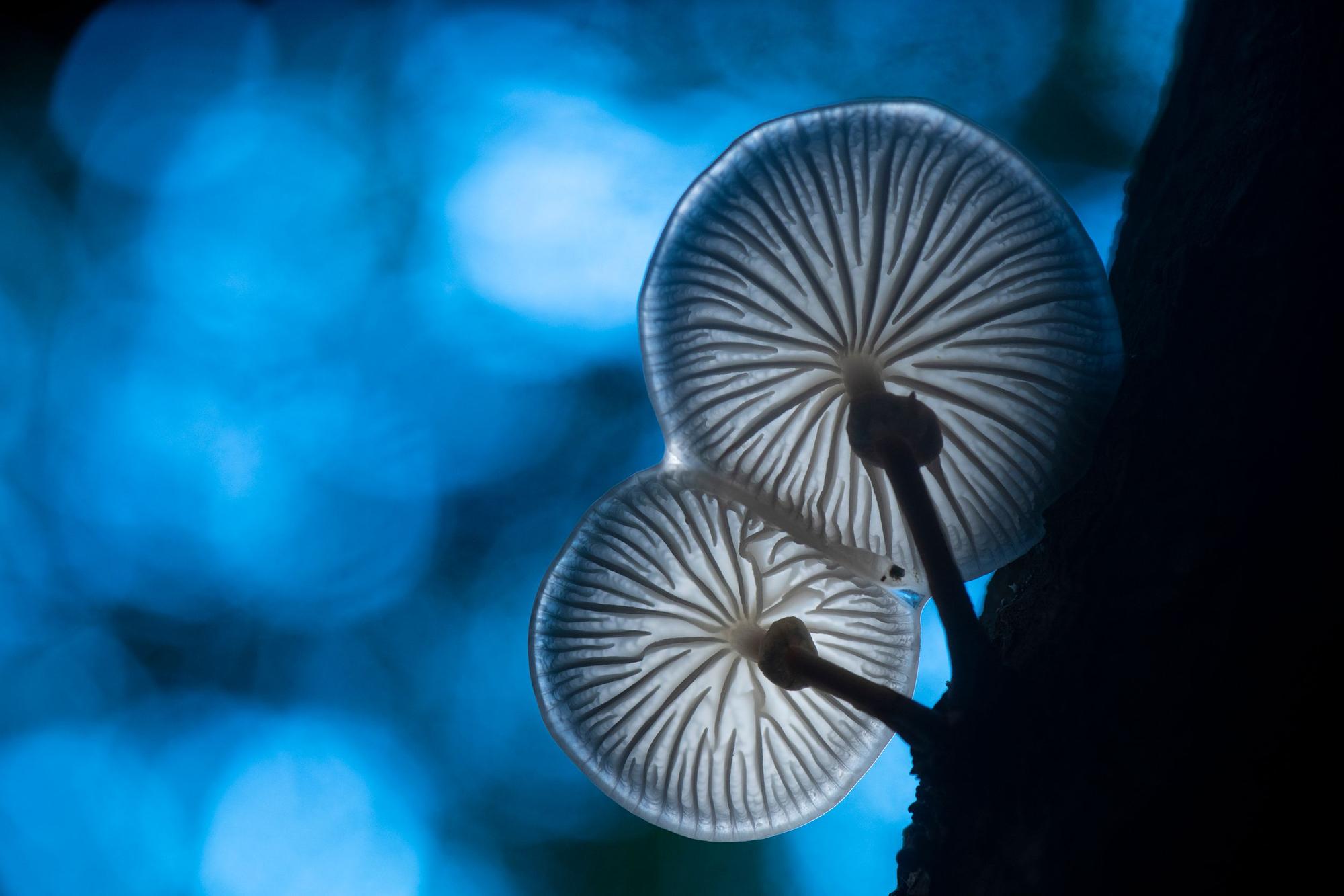 A small step into the kingdom of fungi with Anna Allum from RSPB ...
