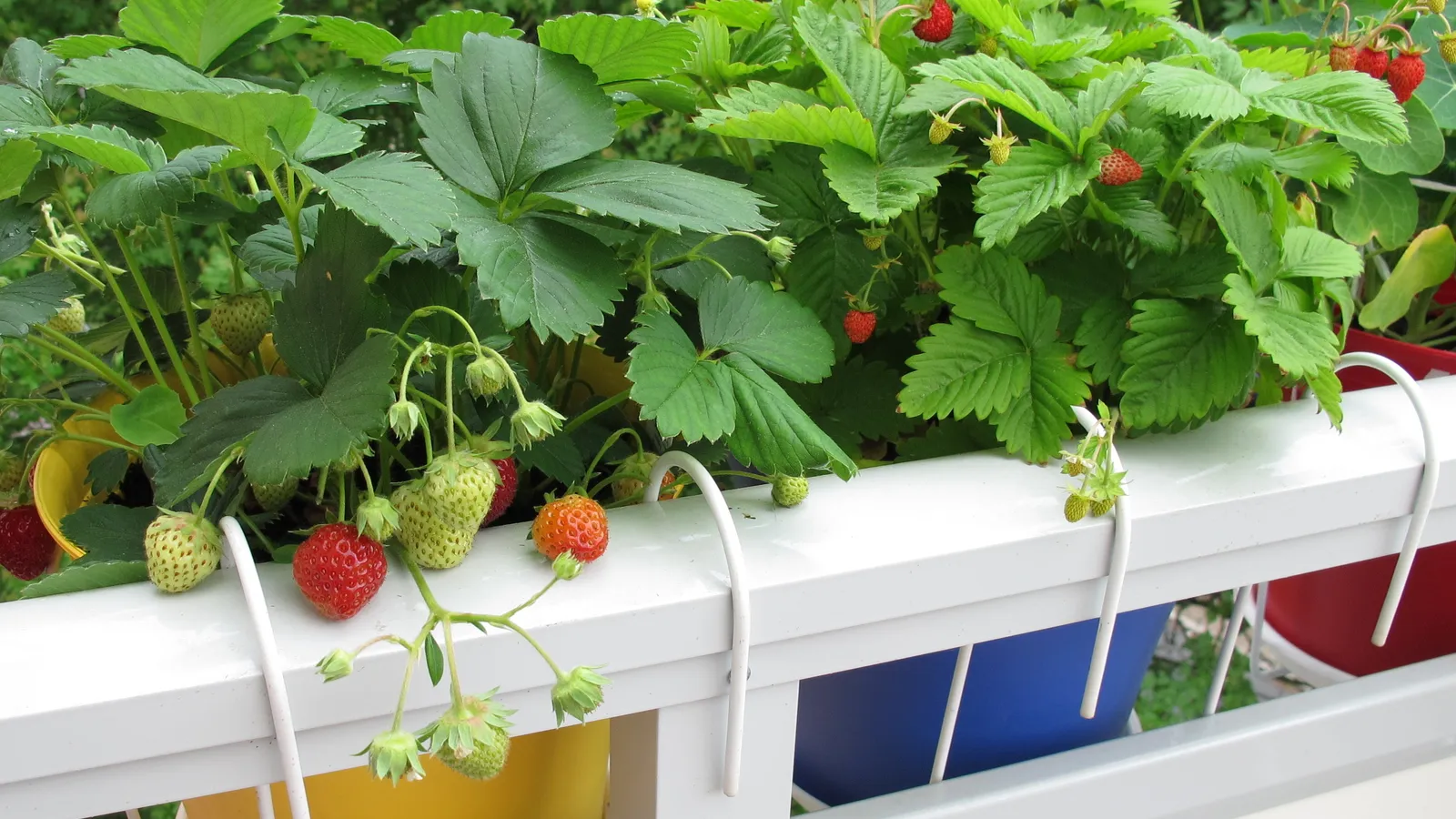 These summer fruits prove small-space gardening can deliver big results