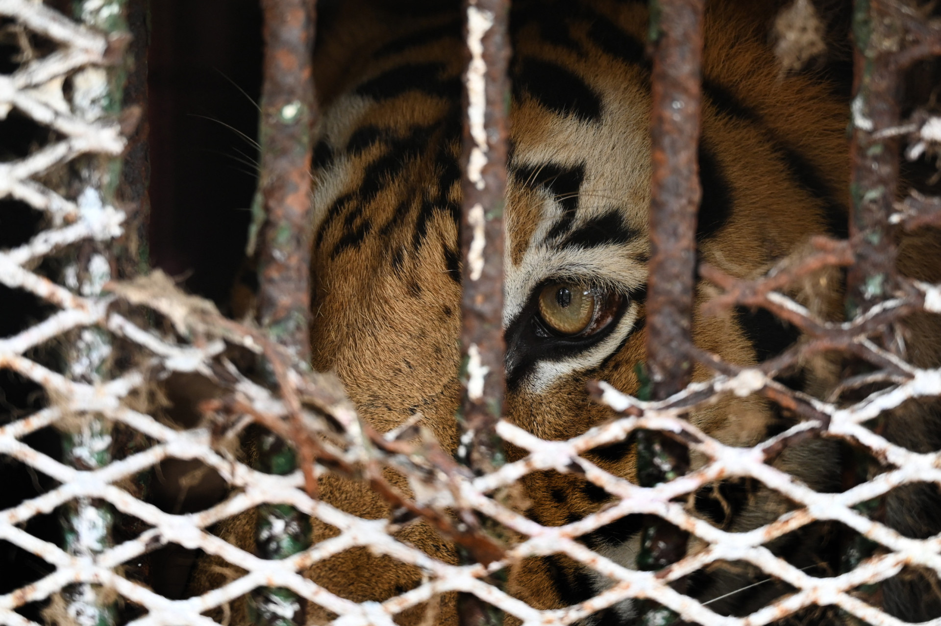 The most tragic zoo attacks of all time