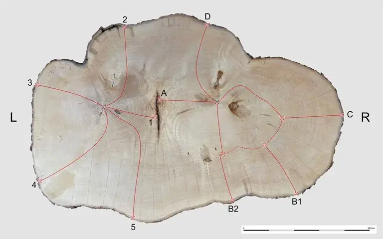 By Counting Growth Rings, Researchers Solve the Mystery of the Sycamore ...