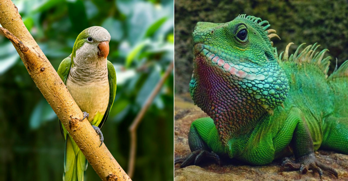 12 Animals You Should Not Set Free No Matter What
