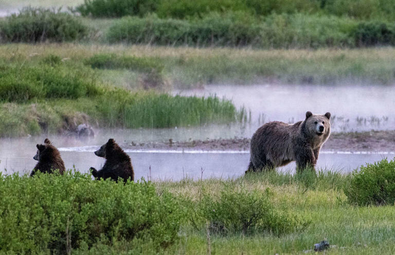 Trump's proposed changes to the Endangered Species Act are ...