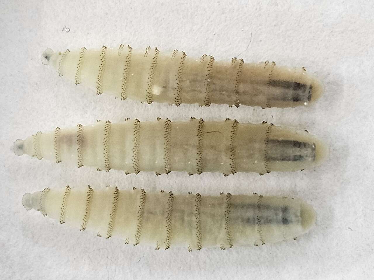 Deadly parasite detected 70 miles from TX. Here's what to know