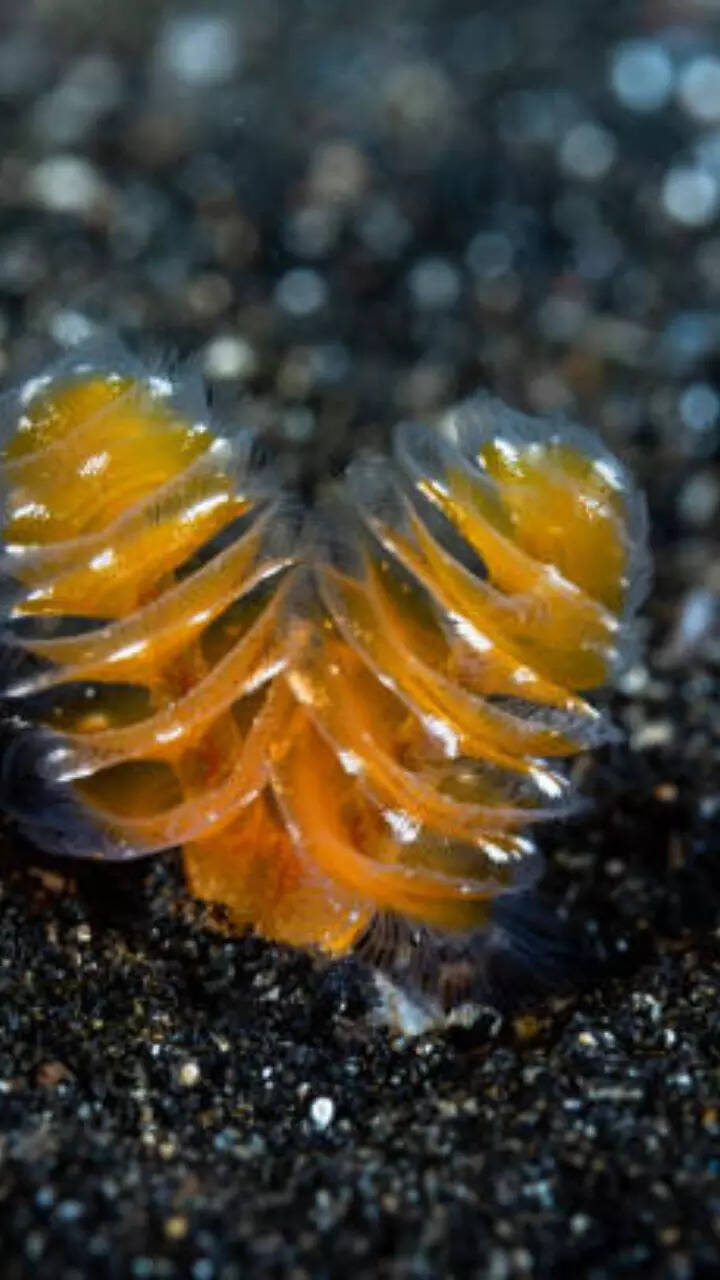7 animals with purple blood: Nature’s rarest survival trick