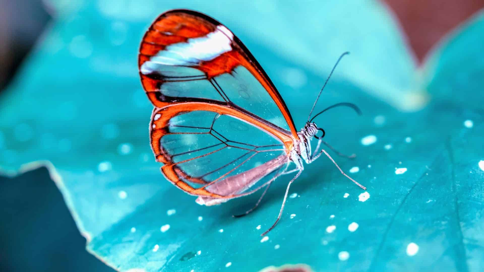 20 Unique Butterflies You Might Not Know
