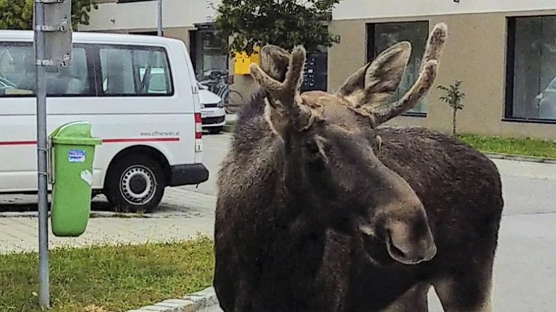Emil the Elk caught in Austria after summer roaming across Central ...