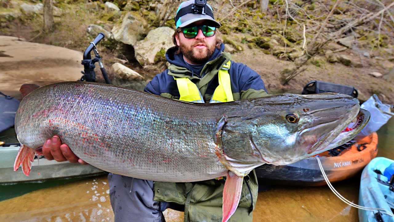 Giant 50-inch muskie caught from a kayak