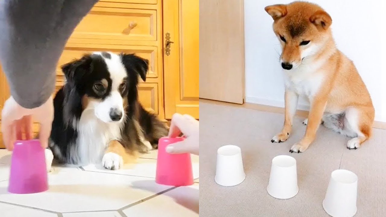 Clever Dogs Playing the Cup Game