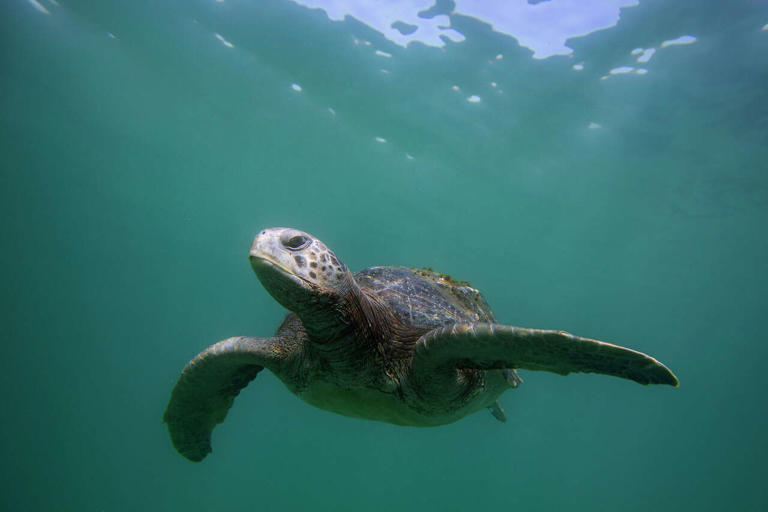 Trump's proposed changes to the Endangered Species Act are ...