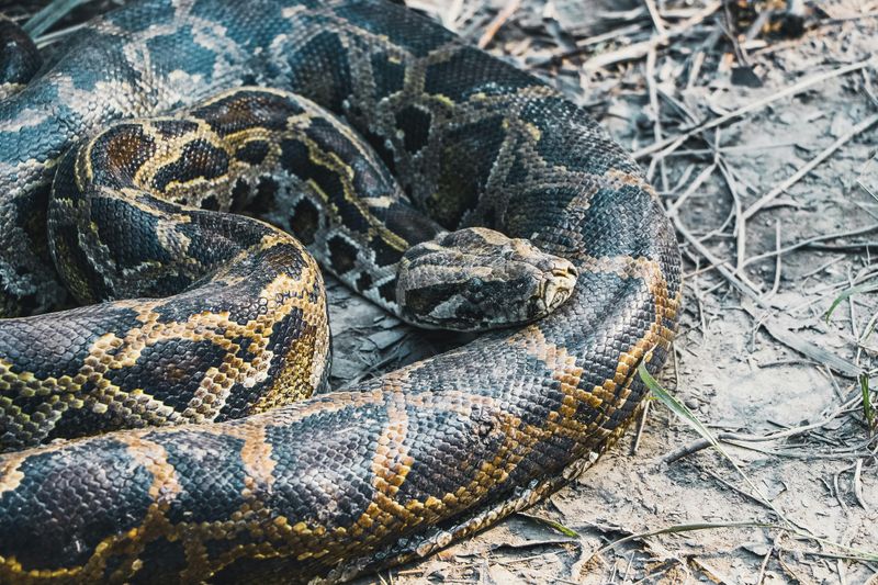12 Animals You Should Not Set Free No Matter What